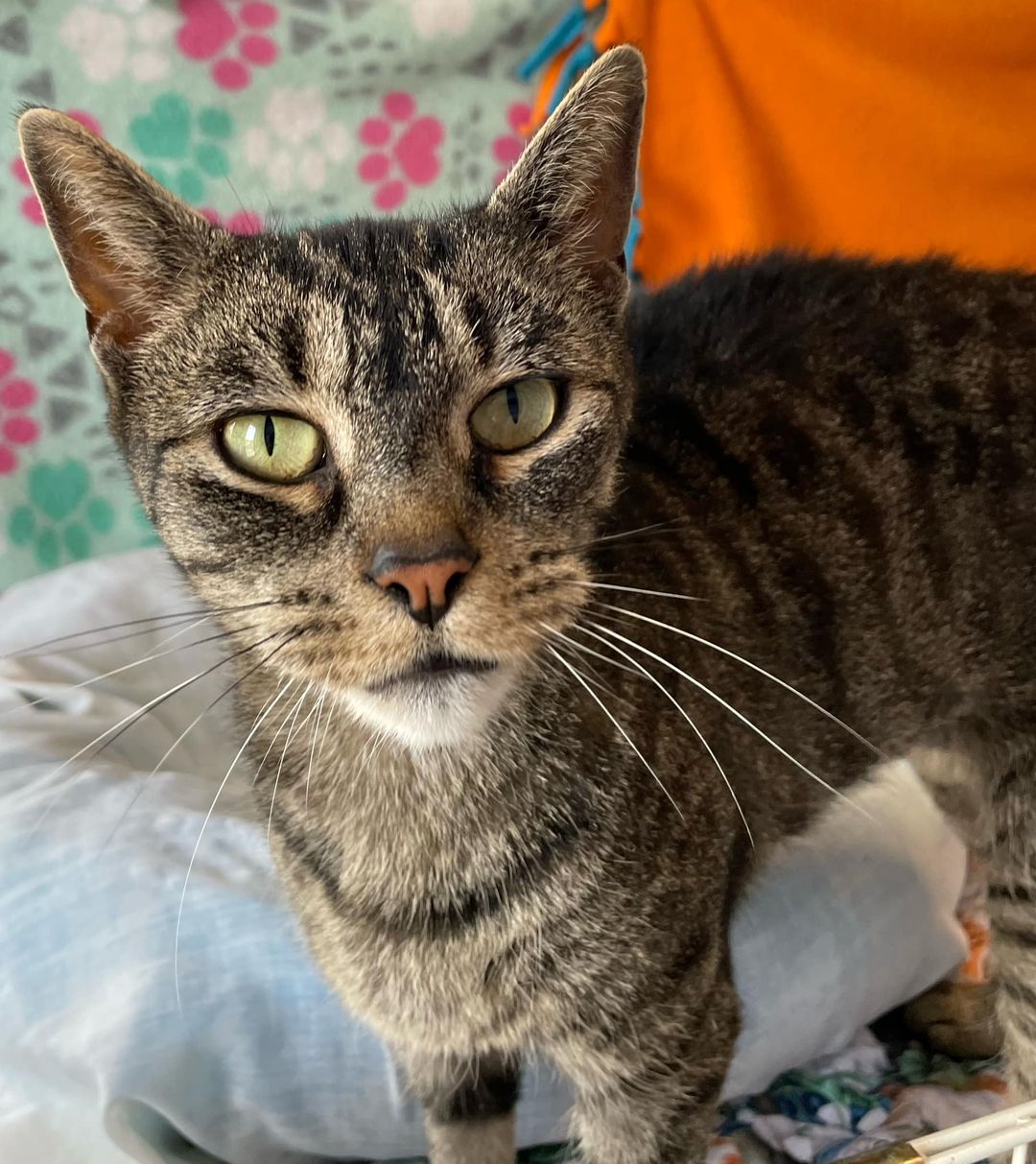 Sylvia Is WSCR Cat Of The Week | News, Sports, Jobs - Post Journal